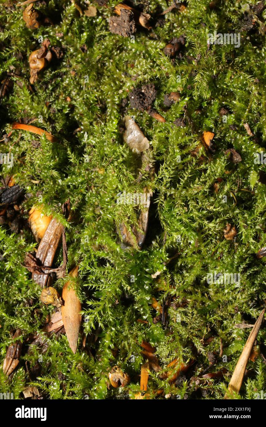 Common Feather-moss (Kindbergia praelonga) Plantae Stock Photo - Alamy