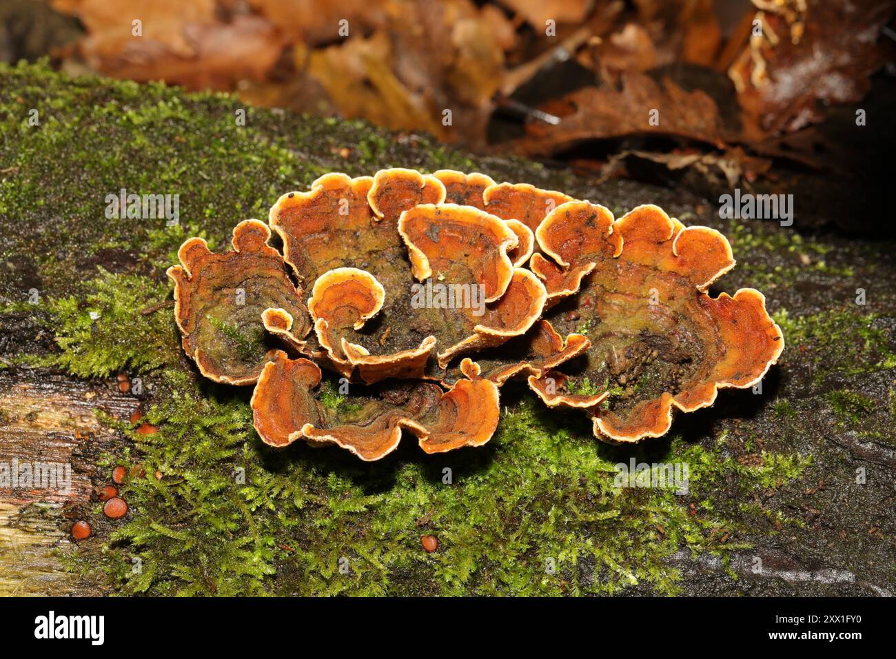 hairy curtain crust (Stereum hirsutum) Fungi Stock Photo - Alamy