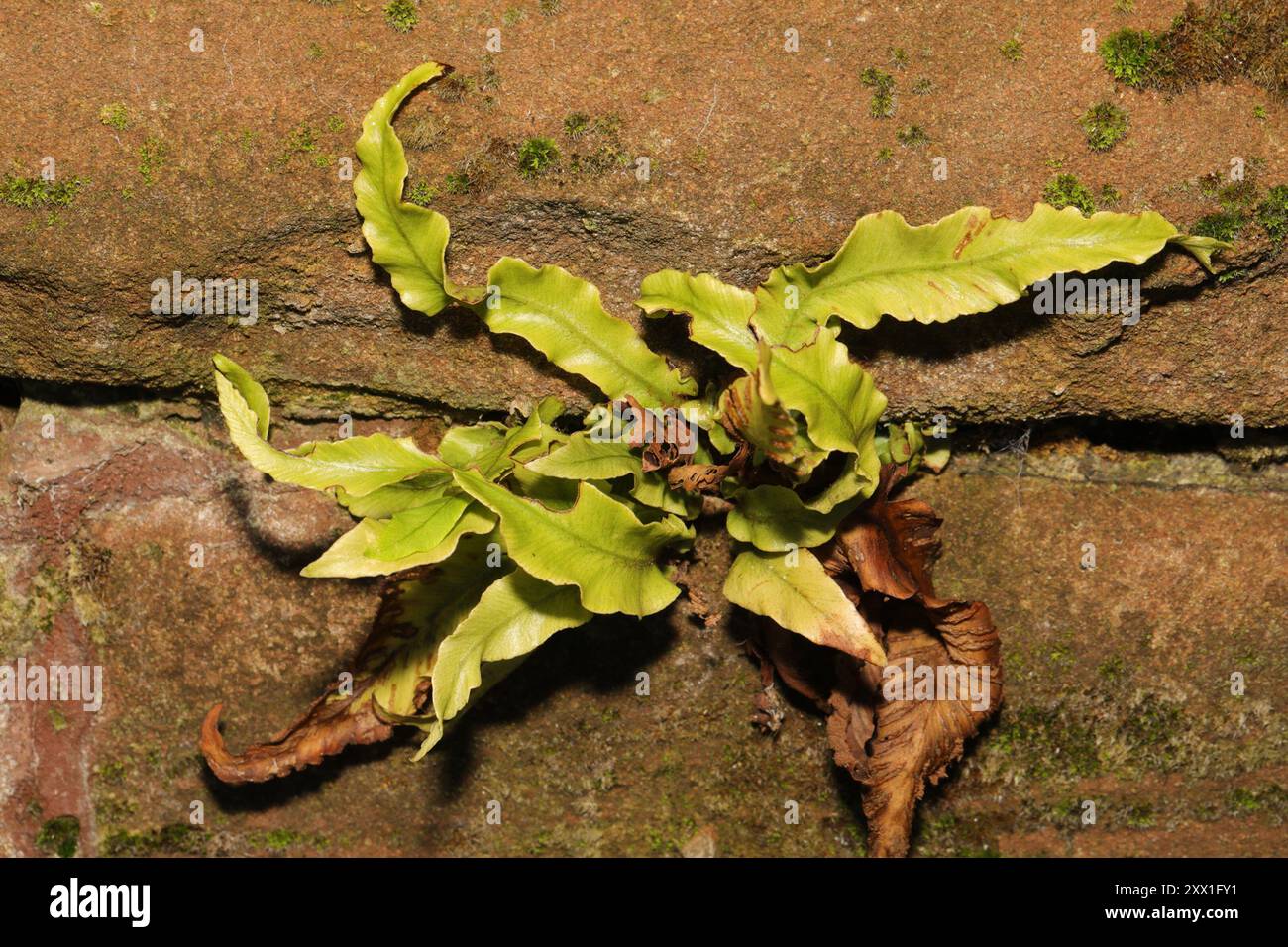 Hart's-tongue fern (Asplenium scolopendrium) Plantae Stock Photo - Alamy
