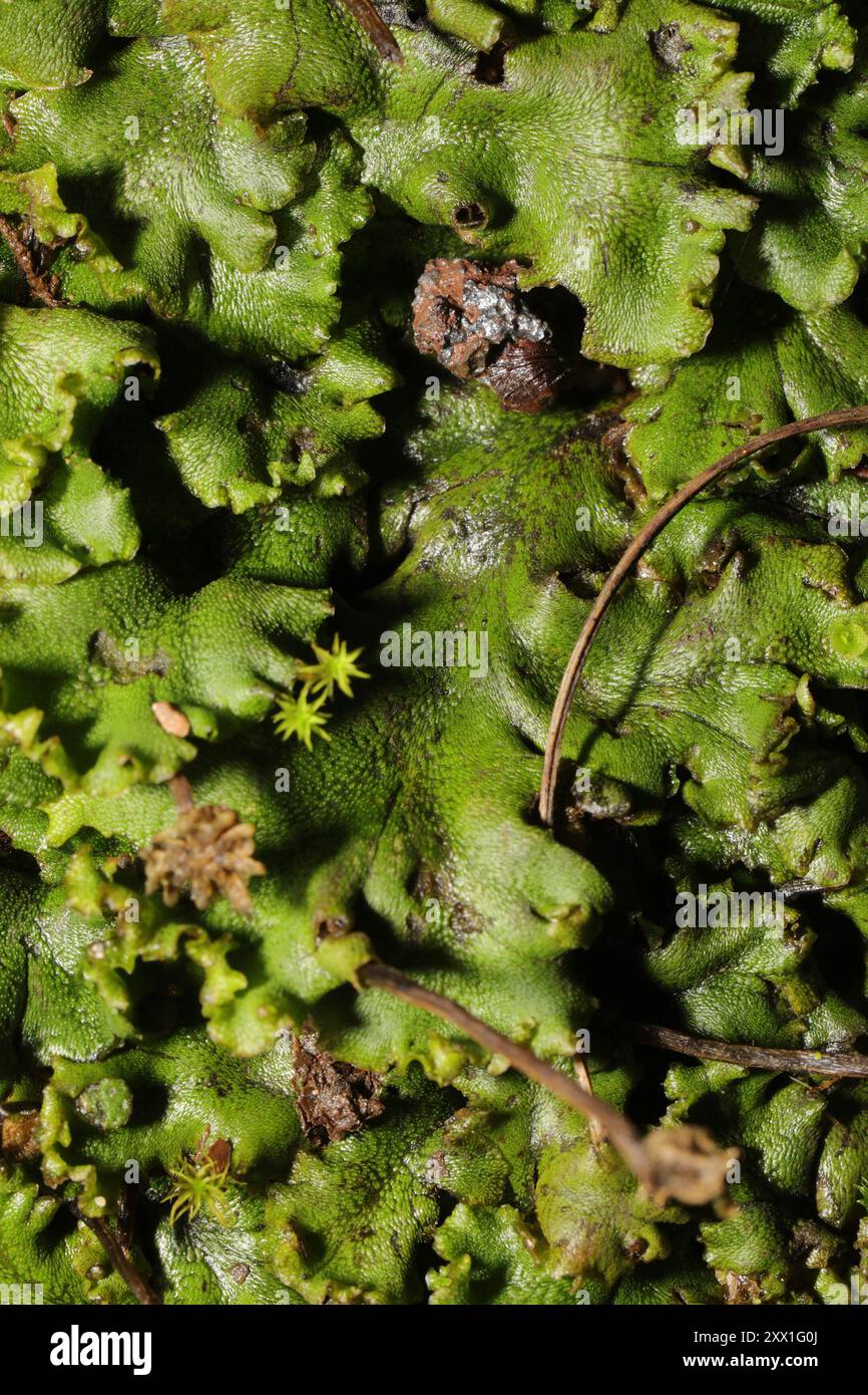 Common Liverwort (Marchantia polymorpha) Plantae Stock Photo - Alamy