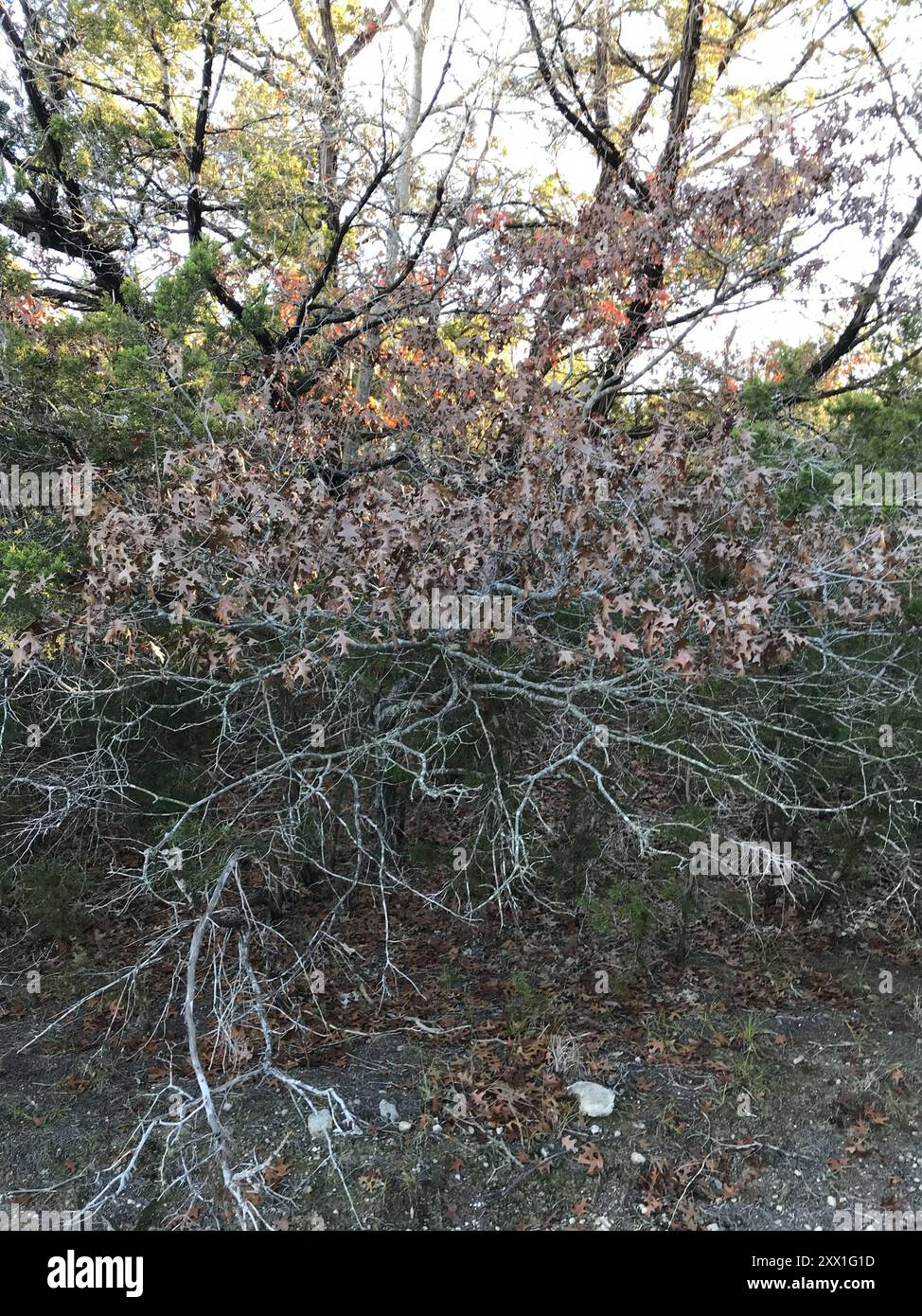 Buckley's oak (Quercus buckleyi) Plantae Stock Photo - Alamy