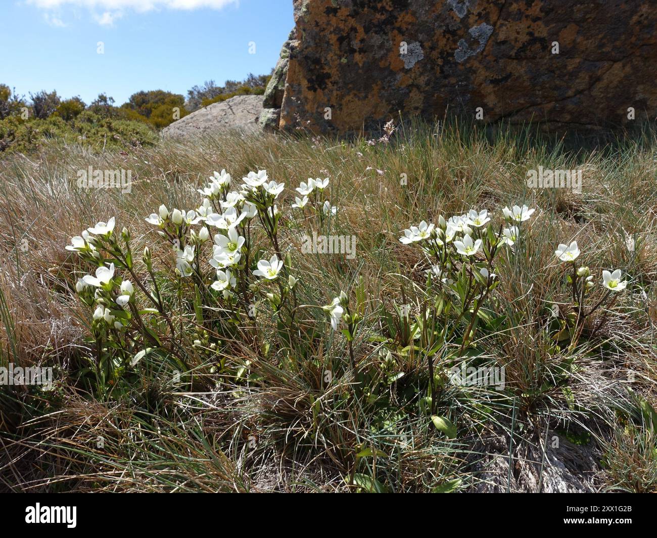 dwarf gentians (Gentianella) Plantae Stock Photo - Alamy
