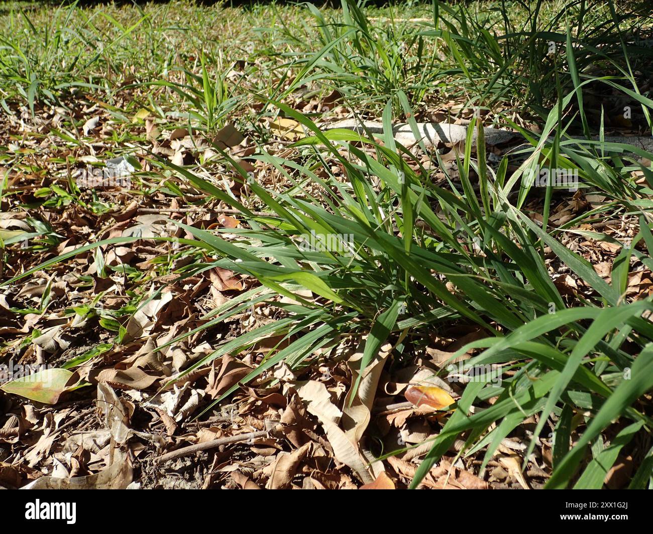 guinea grass (Megathyrsus maximus) Plantae Stock Photo - Alamy
