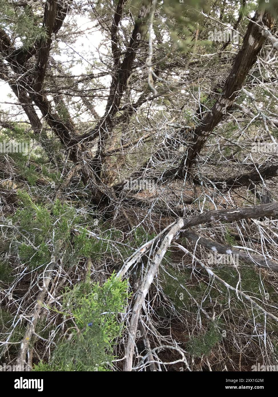 Ashe juniper (Juniperus ashei) Plantae Stock Photo - Alamy