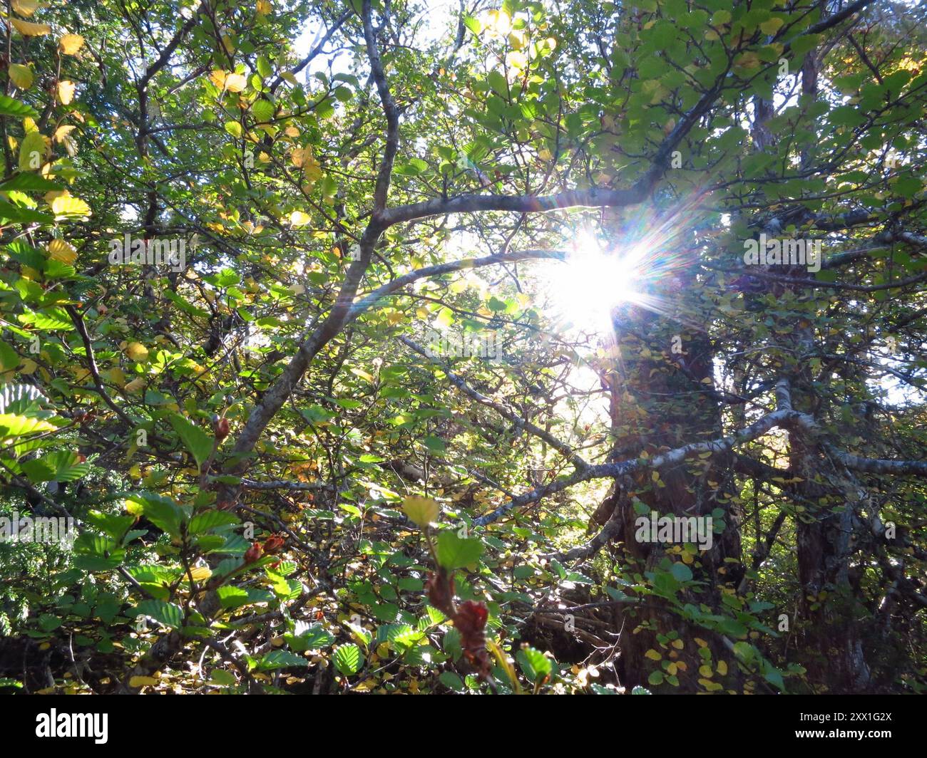 deciduous beech (Nothofagus gunnii) Plantae Stock Photo - Alamy