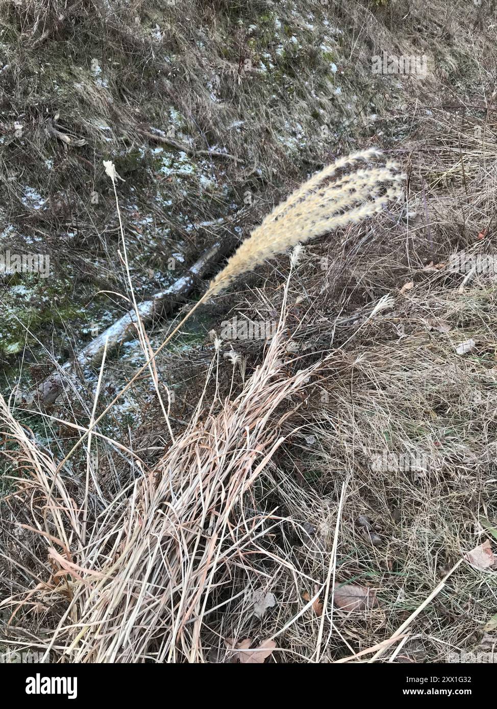 Chinese silver grass (Miscanthus sinensis) Plantae Stock Photo - Alamy