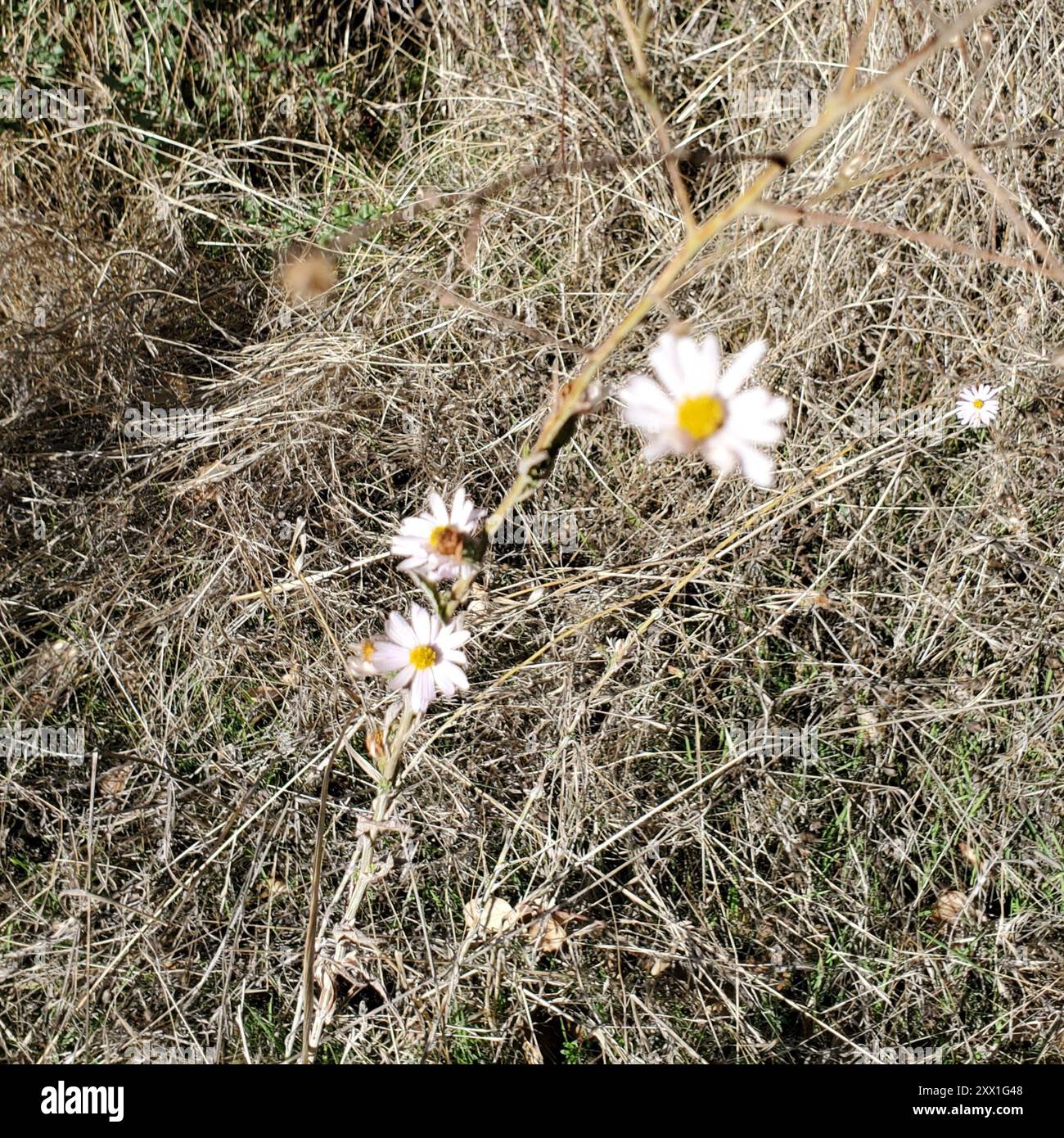 California Aster (Corethrogyne filaginifolia) Plantae Stock Photo - Alamy