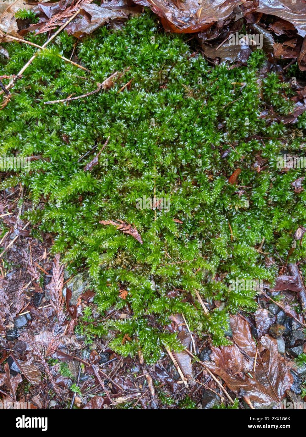 Badge Moss (Plagiomnium insigne) Plantae Stock Photo - Alamy