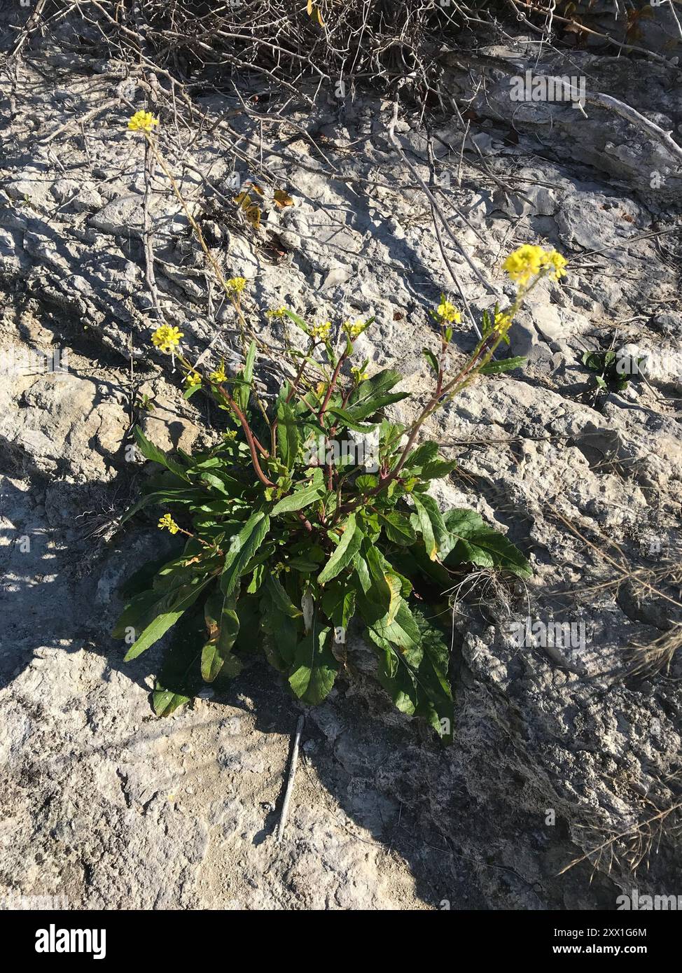 annual bastard cabbage (Rapistrum rugosum) Plantae Stock Photo - Alamy