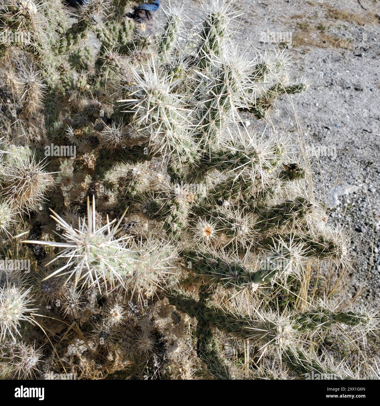 Silver Cholla (Cylindropuntia echinocarpa) Plantae Stock Photo - Alamy