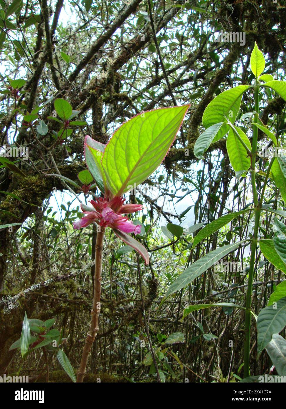 (Columnea machupicchuensis) Plantae Stock Photo - Alamy