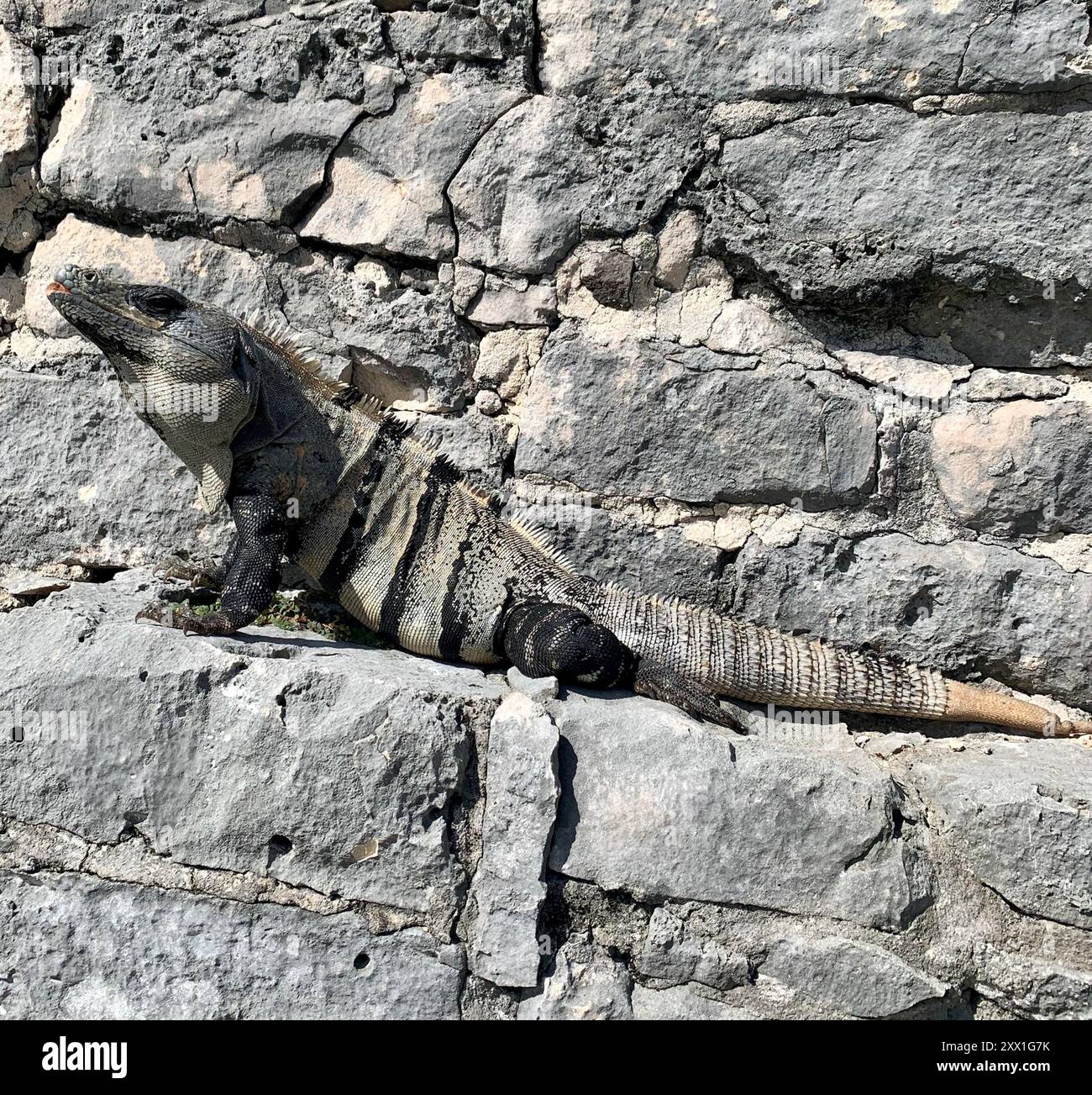 Black Spiny-tailed Iguana (Ctenosaura similis) Reptilia Stock Photo - Alamy
