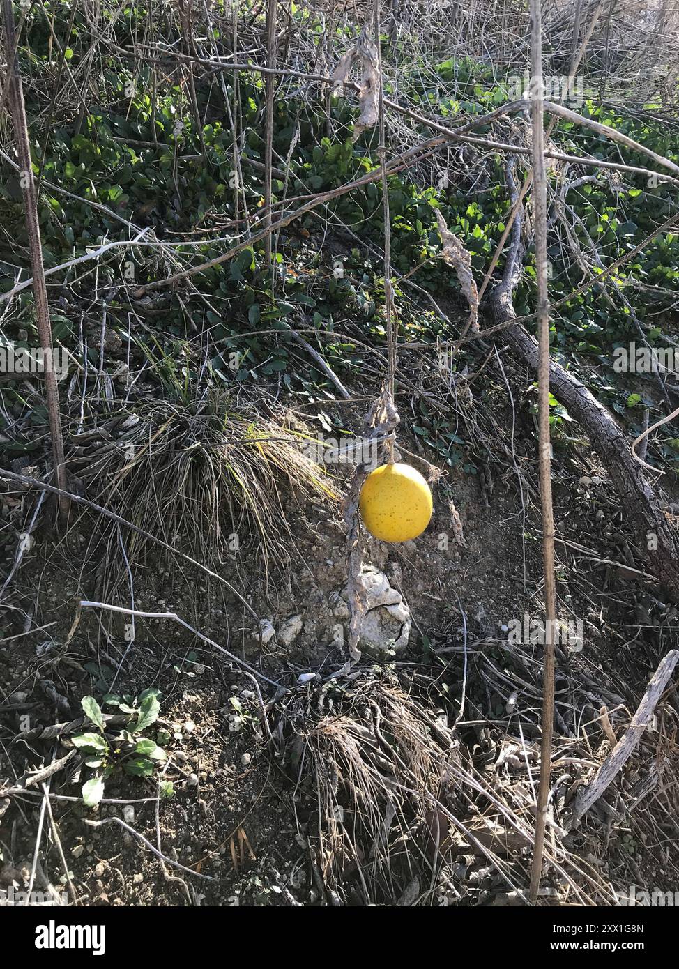 Buffalo Gourd (Cucurbita foetidissima) Plantae Stock Photo - Alamy