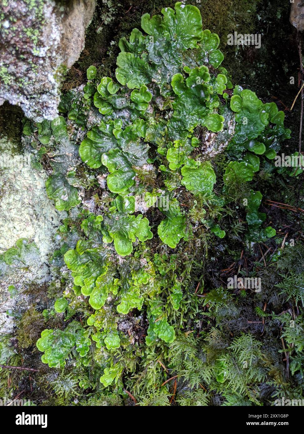 freckled pelt lichen (Peltigera aphthosa) Fungi Stock Photo - Alamy