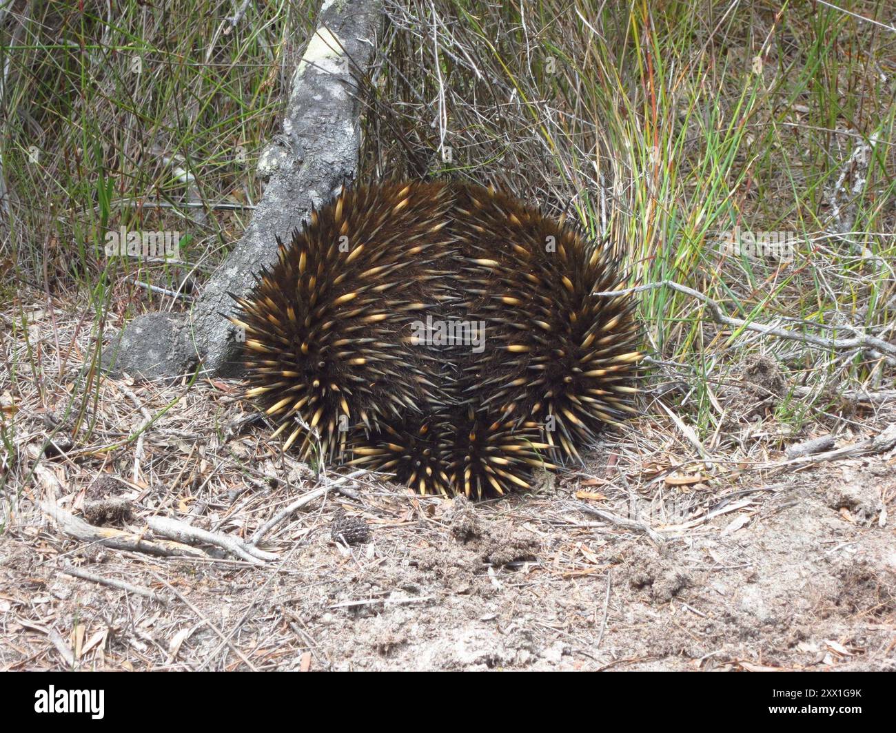 Tasmanian Echidna (Tachyglossus aculeatus setosus) Mammalia Stock Photo ...