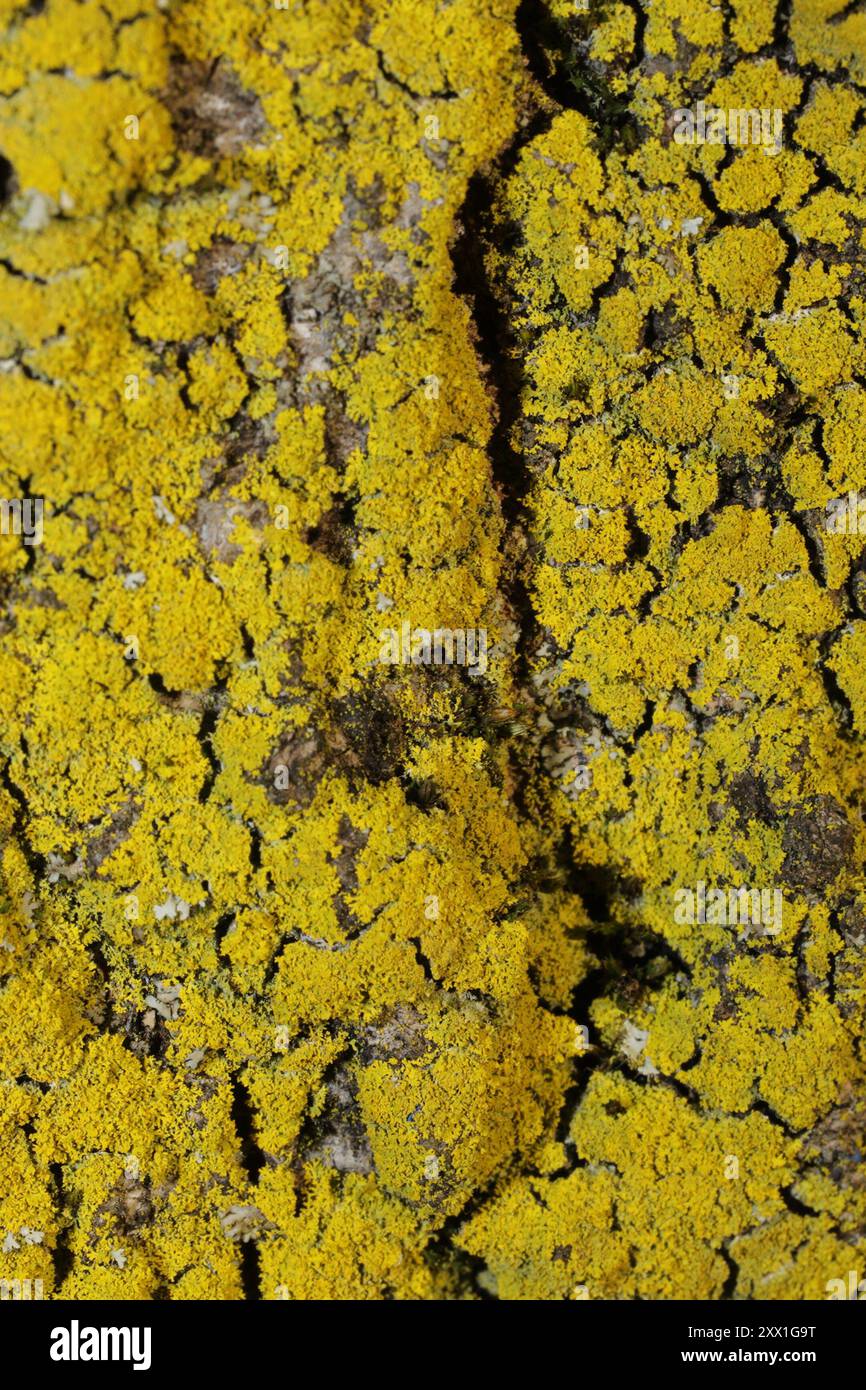 Candleflame Lichen (Candelaria concolor) Fungi Stock Photo - Alamy