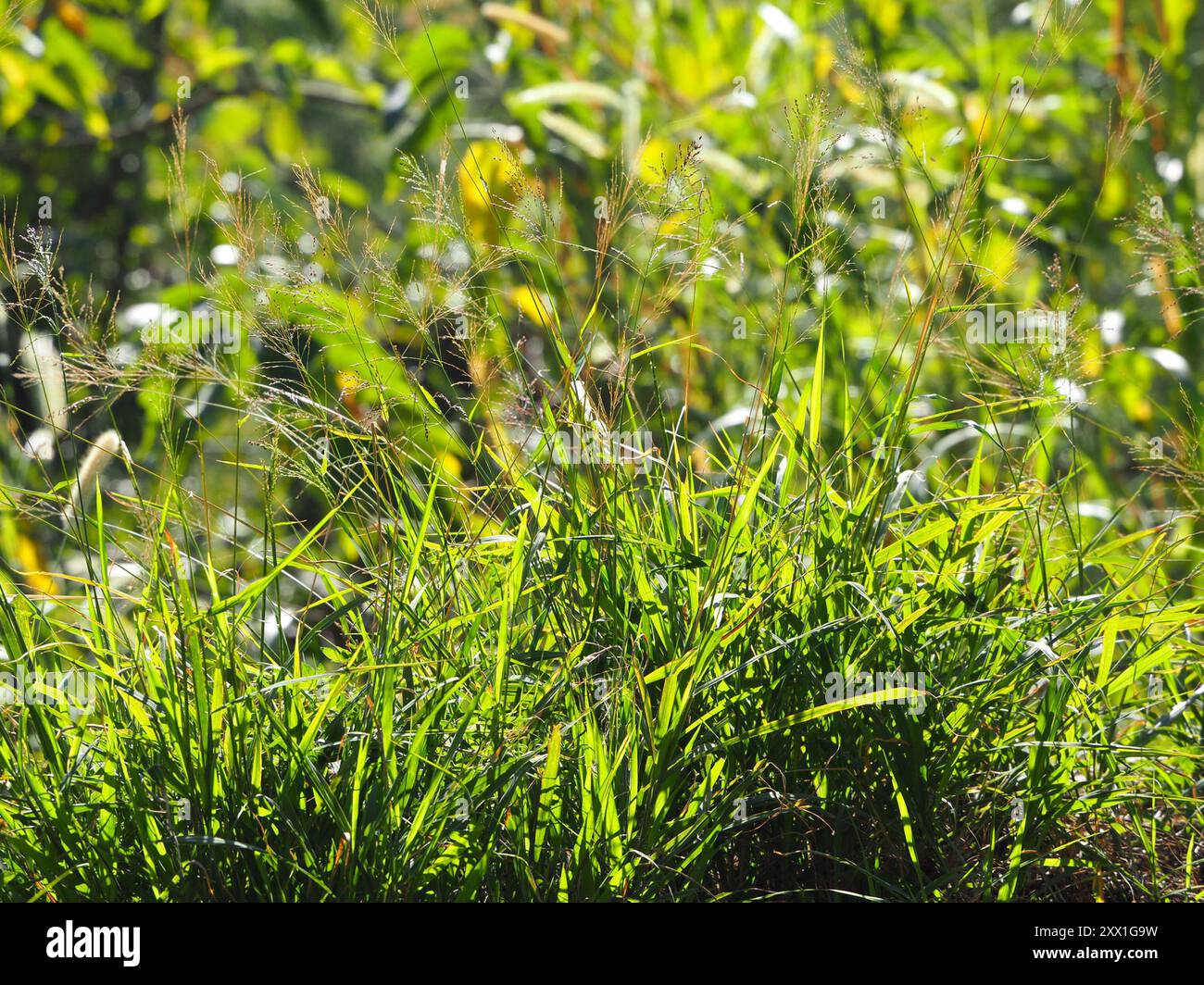 guinea grass (Megathyrsus maximus) Plantae Stock Photo - Alamy