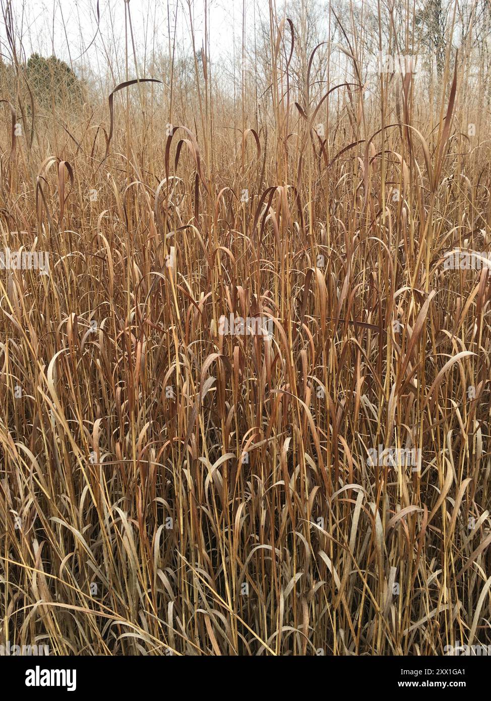 switchgrass (Panicum virgatum) Plantae Stock Photo - Alamy