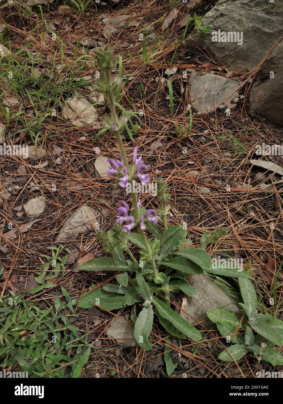 Himalayan Woolly Sage (Salvia cana) Plantae Stock Photo - Alamy