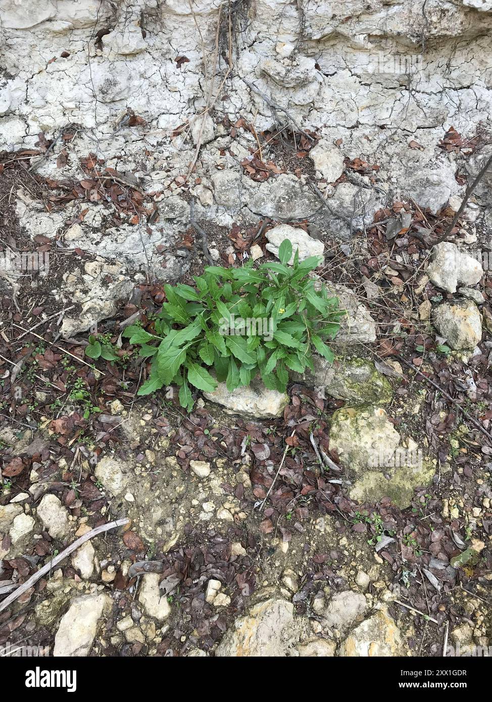 annual bastard cabbage (Rapistrum rugosum) Plantae Stock Photo - Alamy
