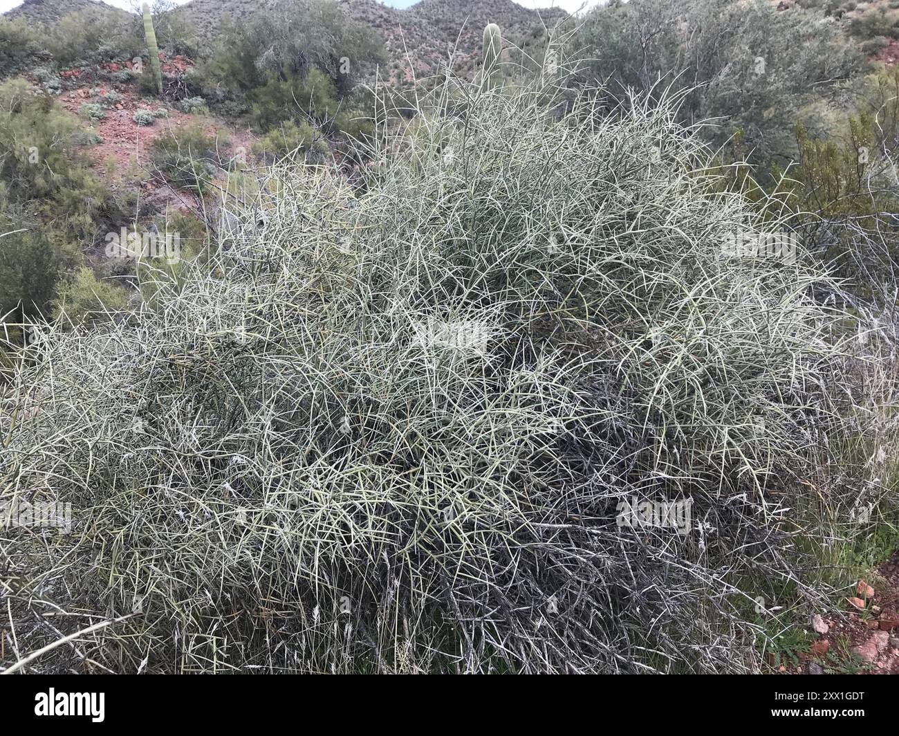 crucifixion thorn (Canotia holacantha) Plantae Stock Photo - Alamy