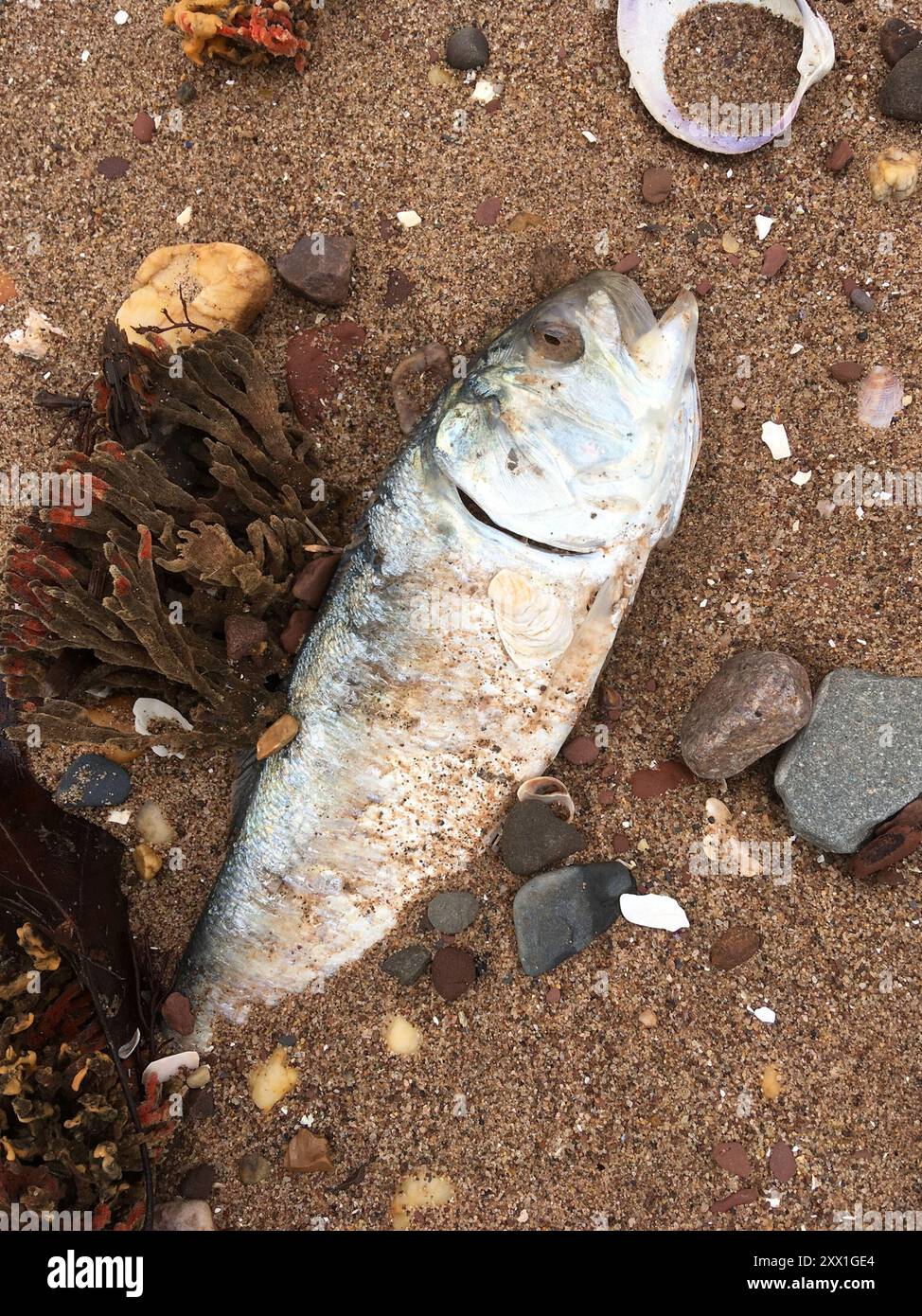 Atlantic Menhaden (Brevoortia tyrannus) Actinopterygii Stock Photo - Alamy