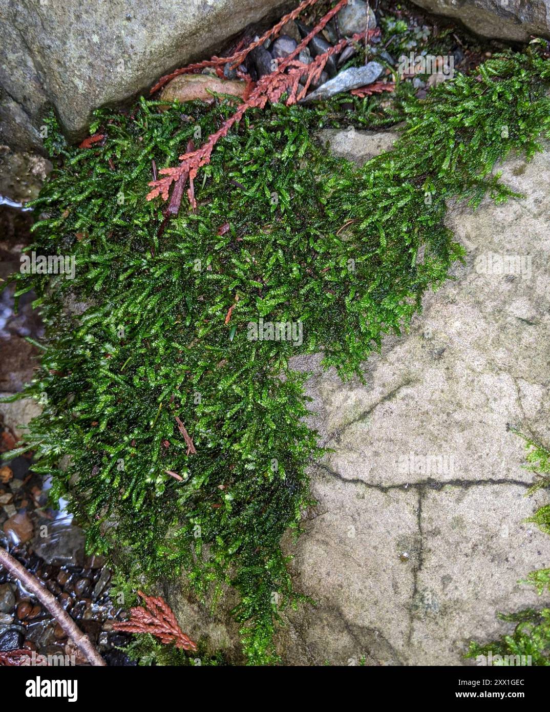 obtuseleaf scleropodium moss (Scleropodium obtusifolium) Plantae Stock ...