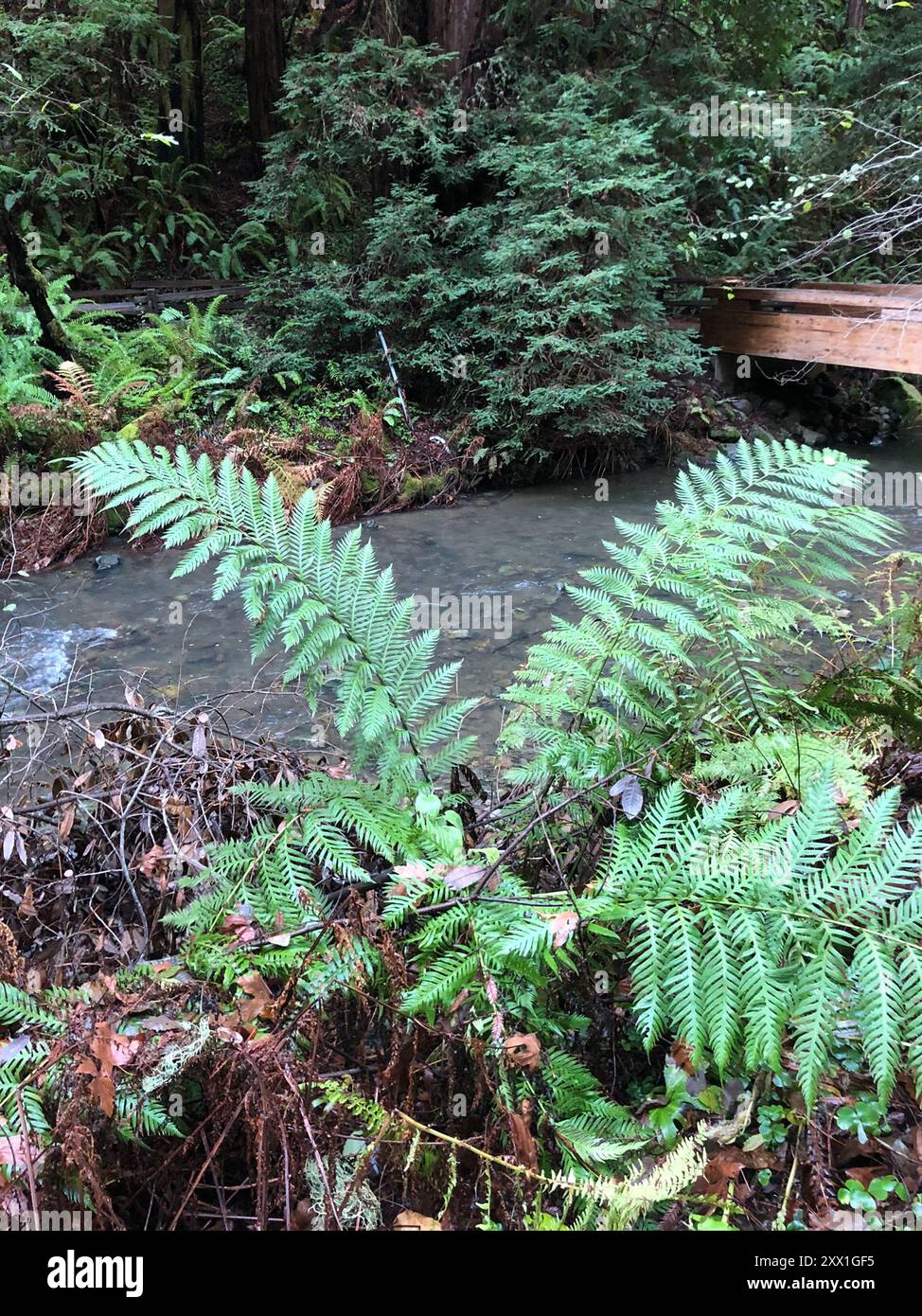 giant chain fern (Woodwardia fimbriata) Plantae Stock Photo - Alamy