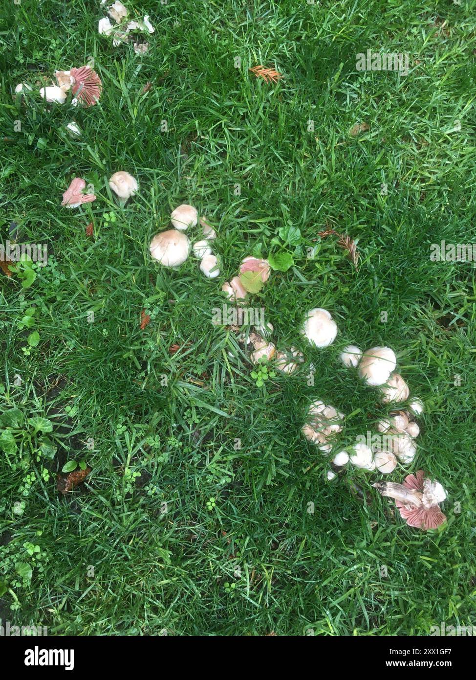 California Agaricus (Agaricus californicus) Fungi Stock Photo - Alamy
