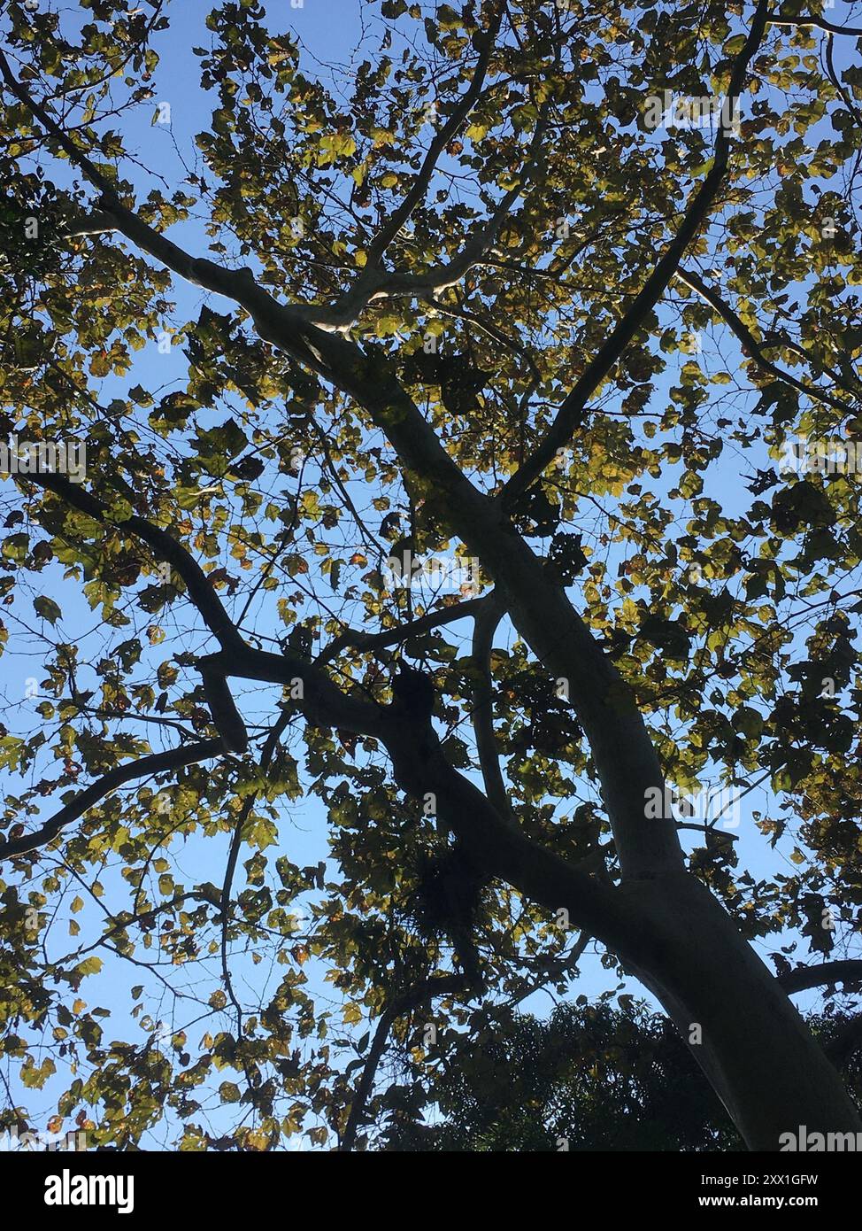 Mexican Sycamore (Platanus mexicana) Plantae Stock Photo - Alamy