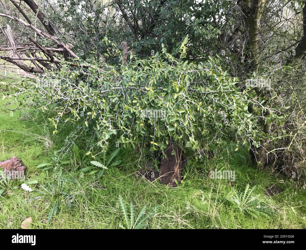 spiny hackberry (Celtis pallida) Plantae Stock Photo - Alamy