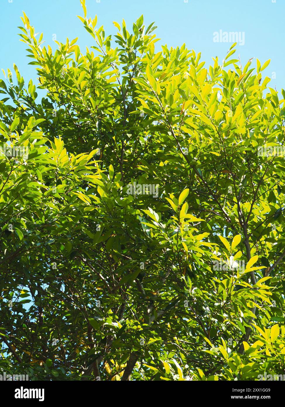 Formosan Michelia (Magnolia compressa formosana) Plantae Stock Photo ...