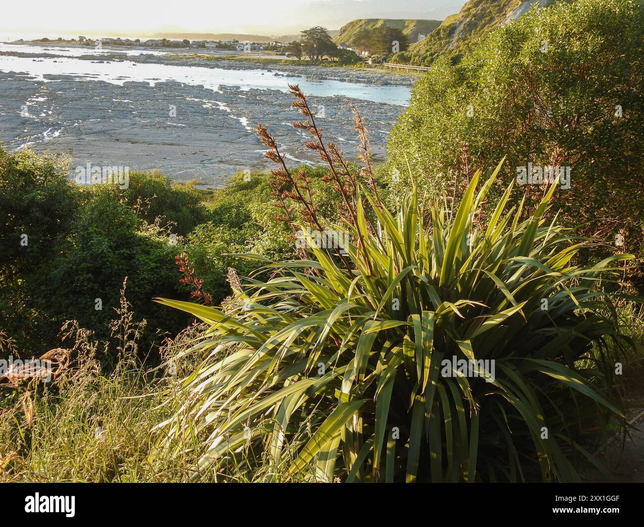 Mountain flax (Phormium cookianum) Plantae Stock Photo - Alamy