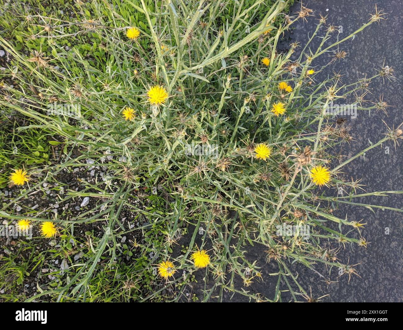 Yellow Star-Thistle (Centaurea solstitialis) Plantae Stock Photo - Alamy