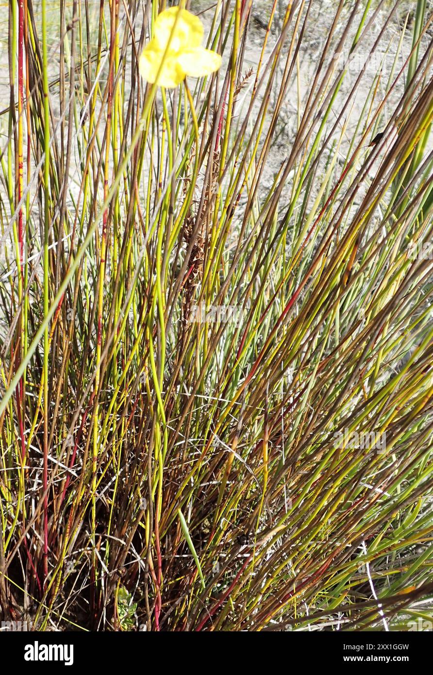 tall yellow-eye (Xyris operculata) Plantae Stock Photo - Alamy
