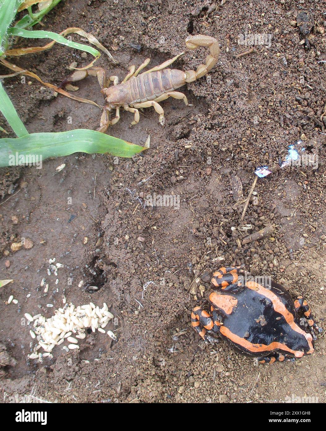 Red-Banded Rubber Frog (Phrynomantis bifasciatus) Amphibia Stock Photo ...