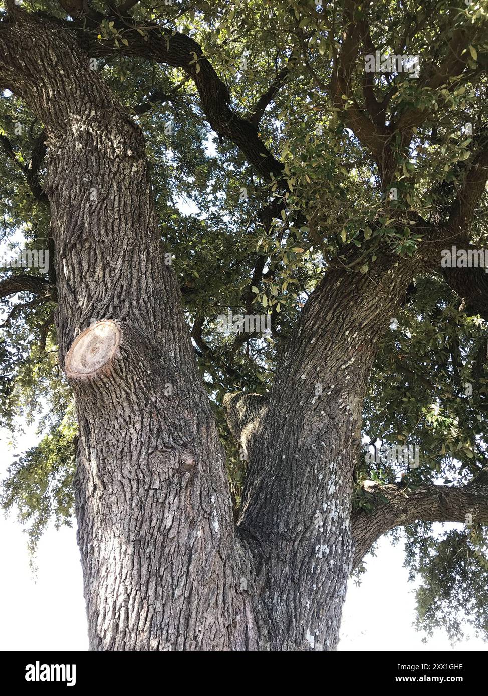 Texas live oak (Quercus fusiformis) Plantae Stock Photo - Alamy