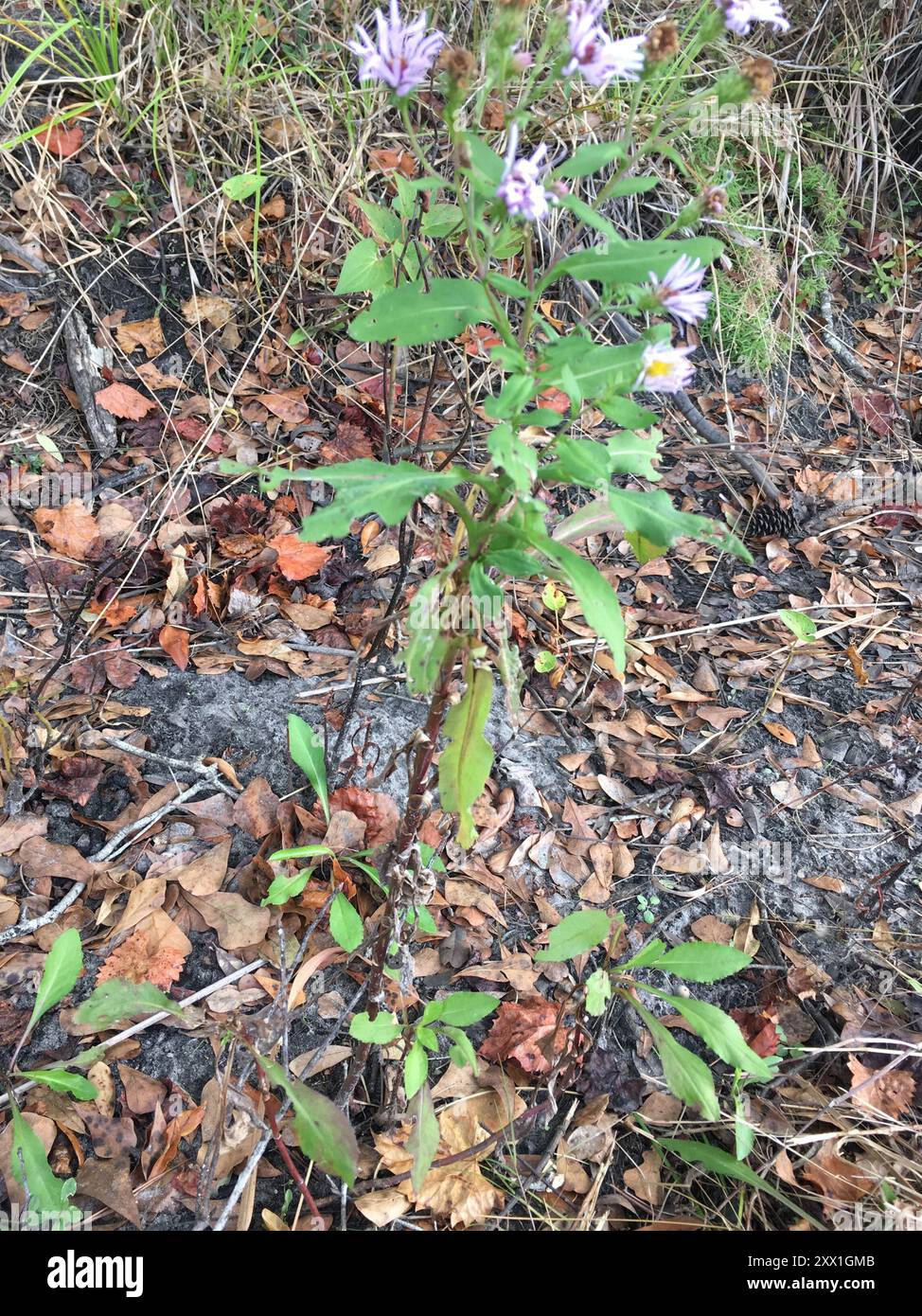 Elliott's aster (Symphyotrichum elliottii) Plantae Stock Photo - Alamy