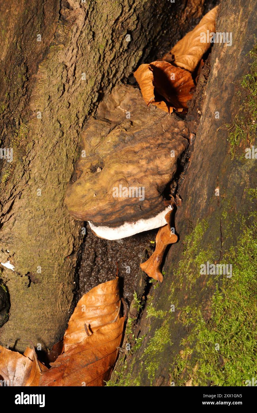 artist's bracket (Ganoderma applanatum) Fungi Stock Photo - Alamy