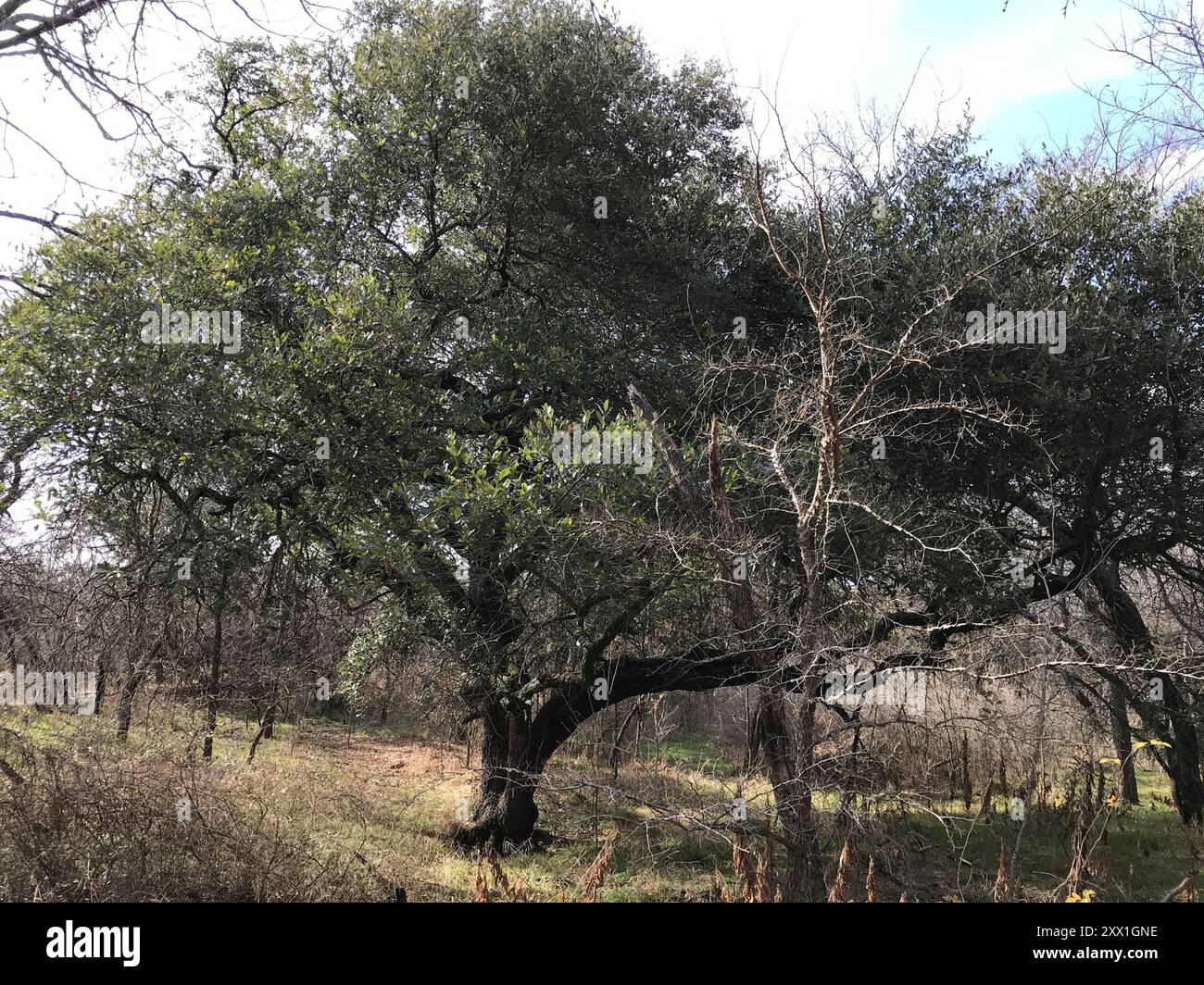 Texas live oak (Quercus fusiformis) Plantae Stock Photo - Alamy