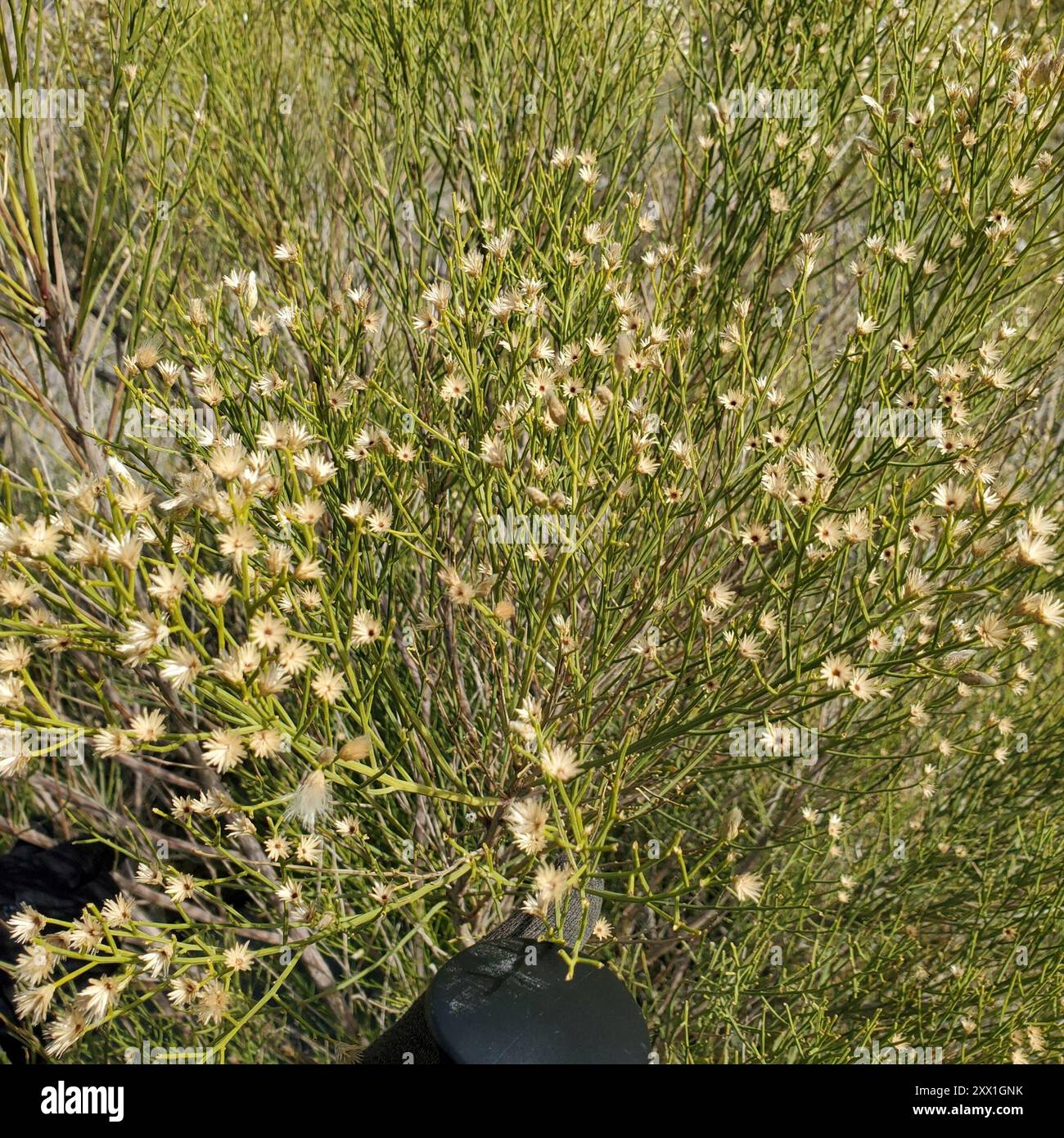 Desert Broom (Baccharis sarothroides) Plantae Stock Photo - Alamy