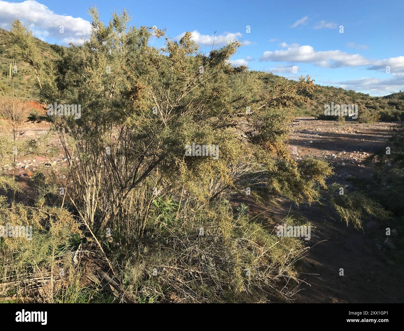Singlewhorl Burrobrush (Ambrosia monogyra) Plantae Stock Photo - Alamy