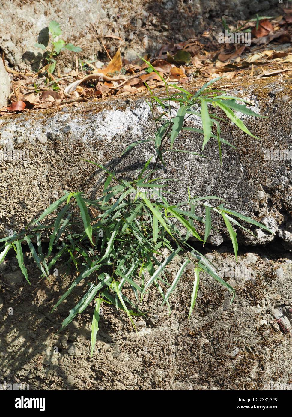 King's Fig (Ficus ampelos) Plantae Stock Photo - Alamy