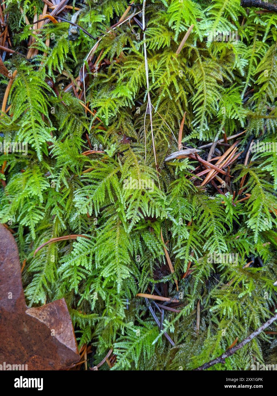 Oregon Beaked Moss (Kindbergia oregana) Plantae Stock Photo - Alamy