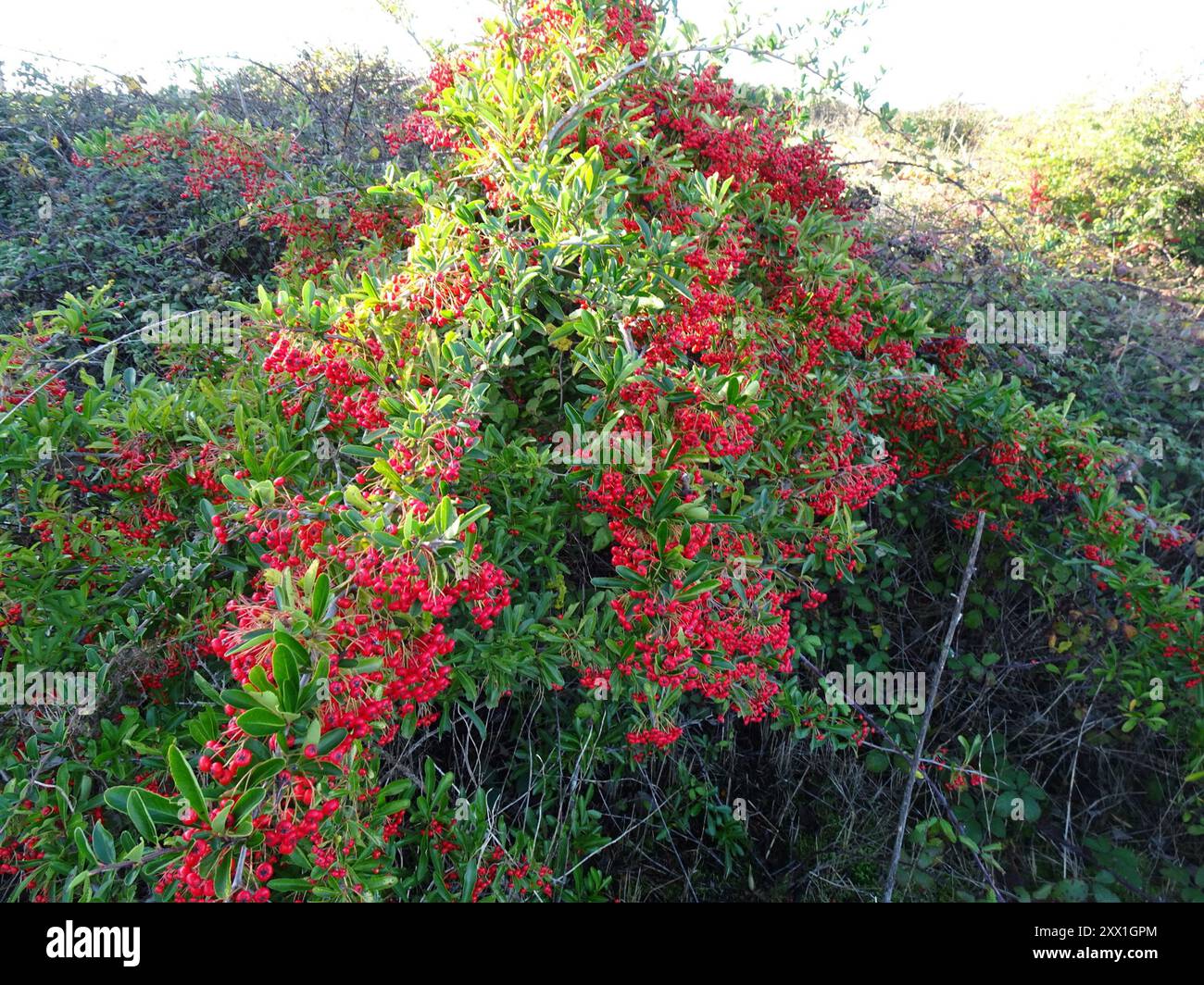 Firethorn (Pyracantha coccinea) Plantae Stock Photo - Alamy