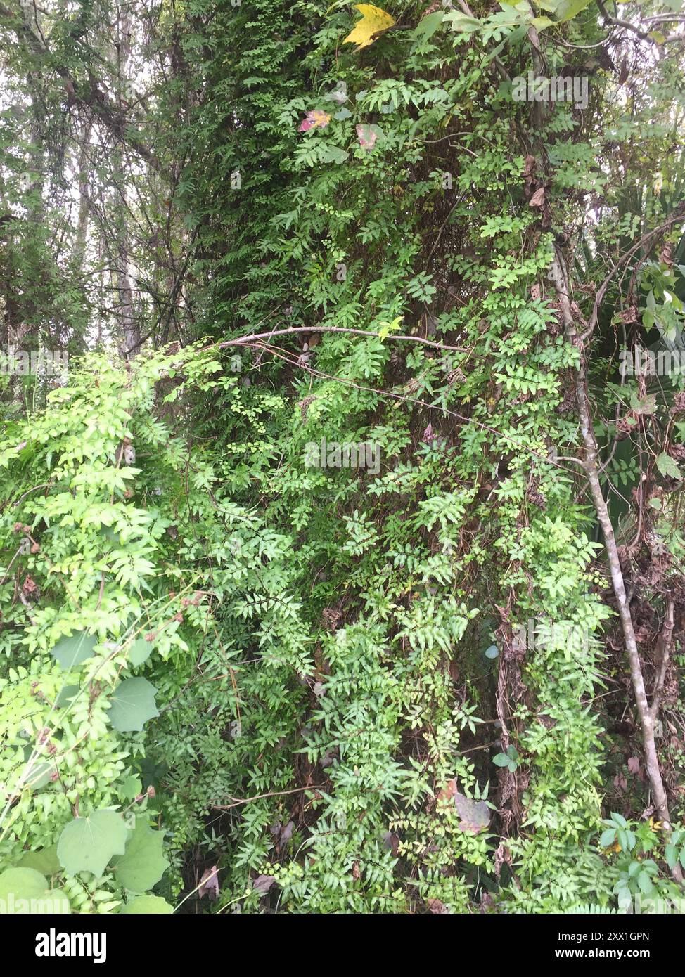 Climbing Maidenhair (Lygodium microphyllum) Plantae Stock Photo - Alamy