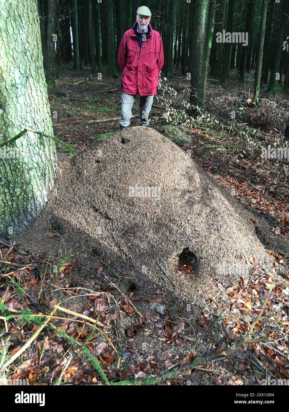 Wood, Mound, and Field Ants (Formica) Insecta Stock Photo - Alamy