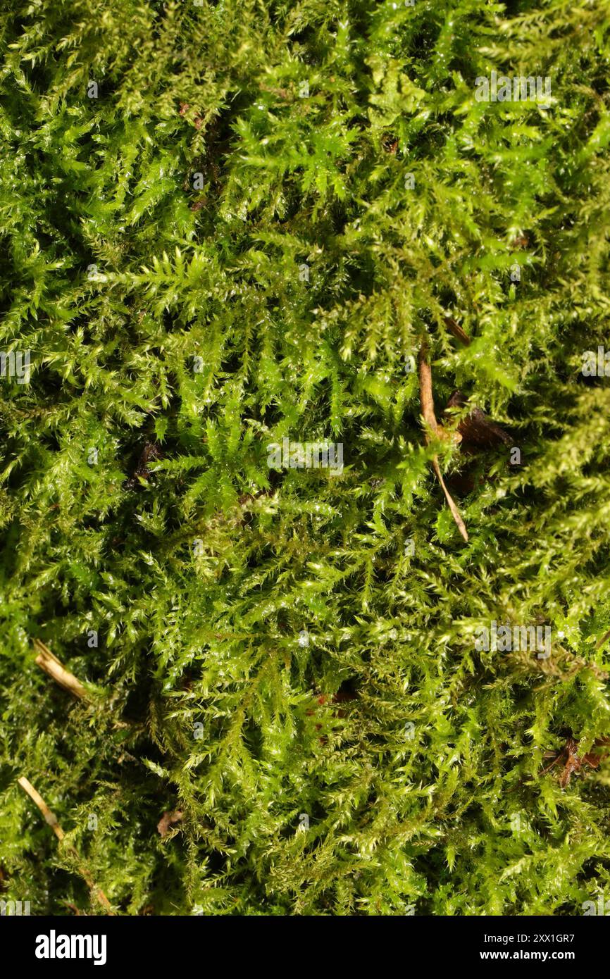 Common Feather-moss (Kindbergia praelonga) Plantae Stock Photo - Alamy