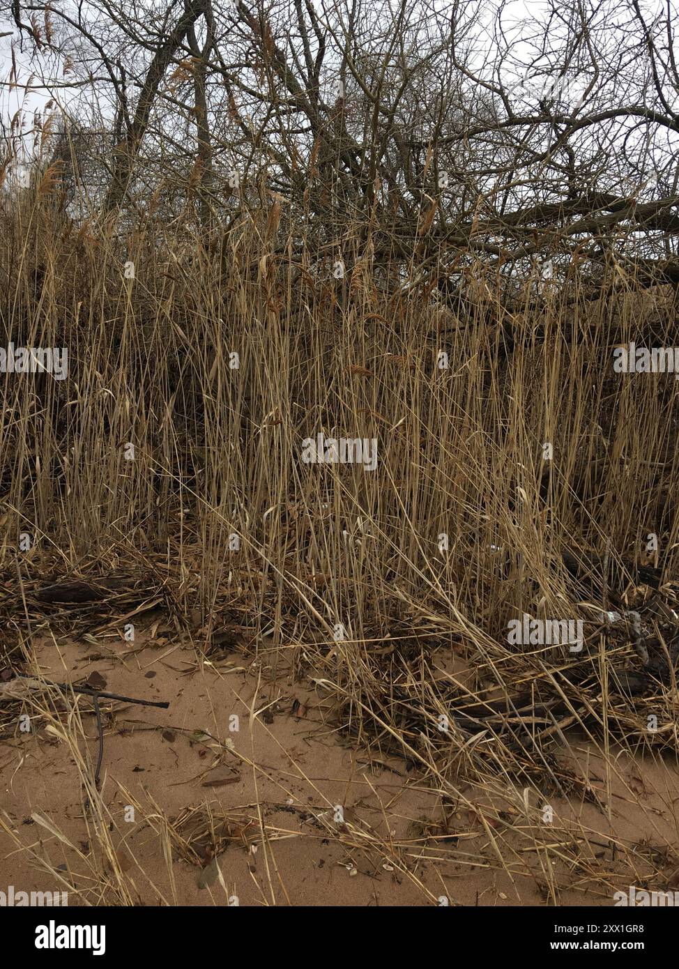common reed (Phragmites australis) Plantae Stock Photo - Alamy