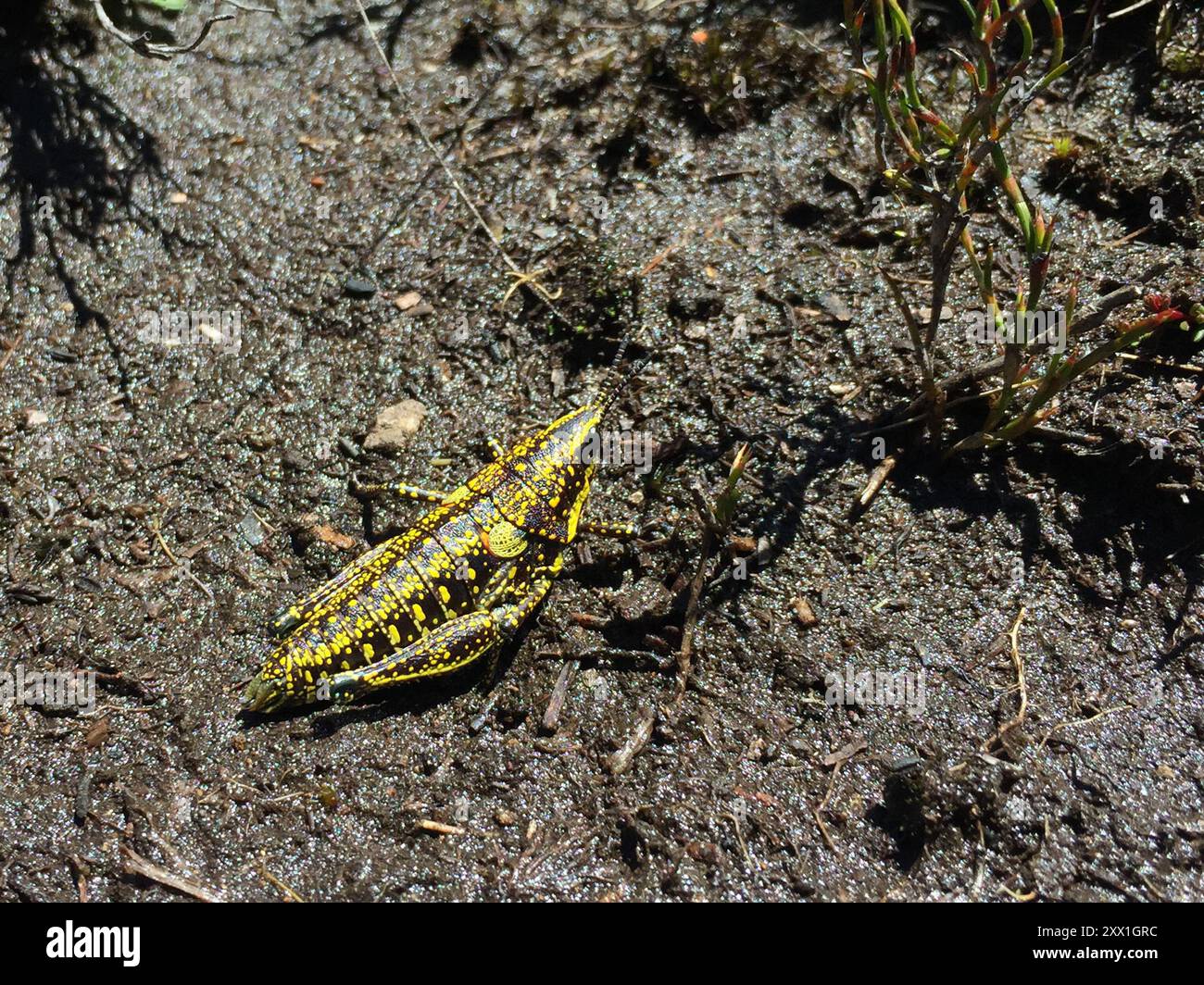 Spotted Mountain-grasshopper (Monistria concinna) Insecta Stock Photo ...